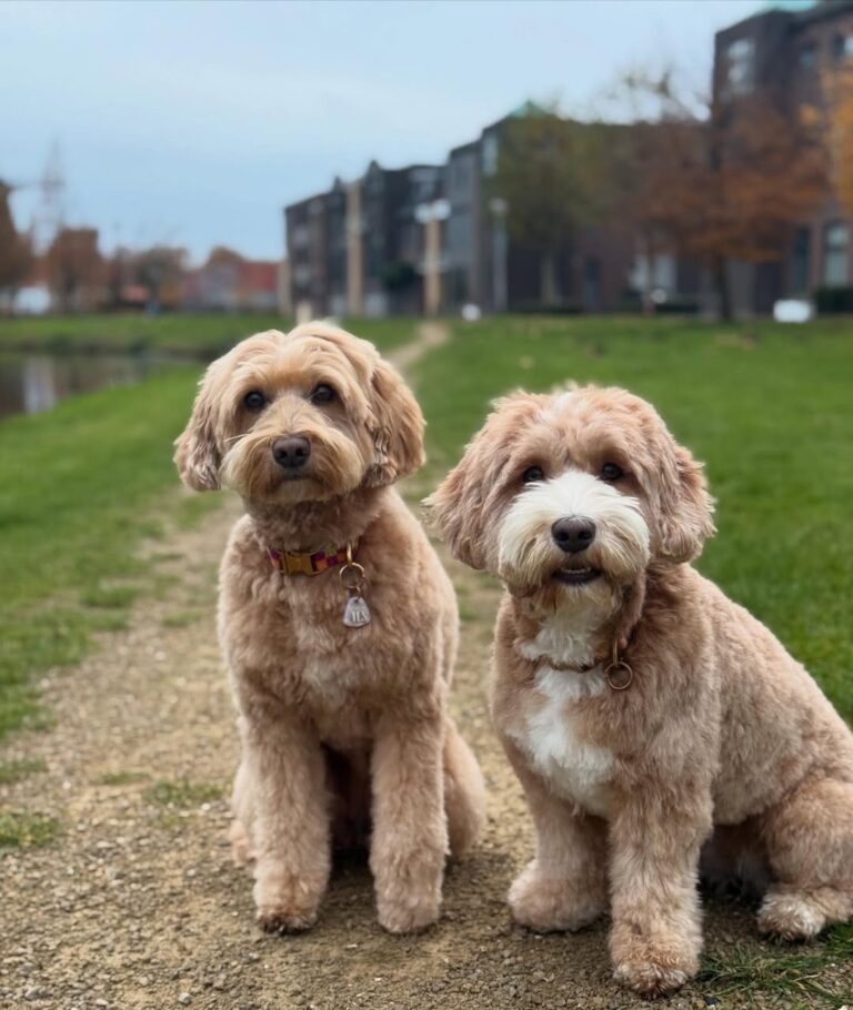 Doodle Rescue And Rehoming